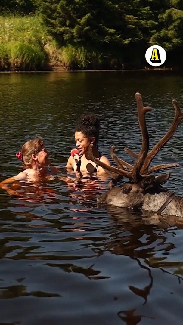 Överkalix: Anna-Lena badar med renarna i värmeböljan - Aftonbladet TV