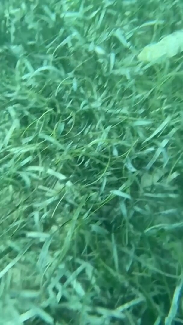 Tappar telefonen i havet – tar den perfekta bilden - Aftonbladet TV