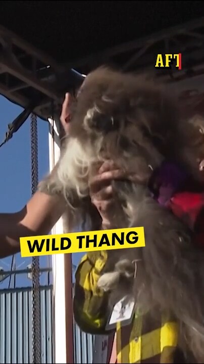 Här är världens fulaste hund - Aftonbladet TV