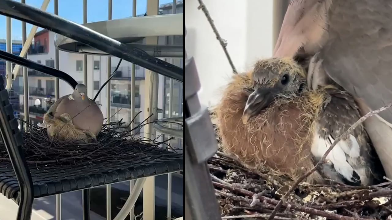 Duvor på balkongen – det får du göra med fågelboet - Aftonbladet TV