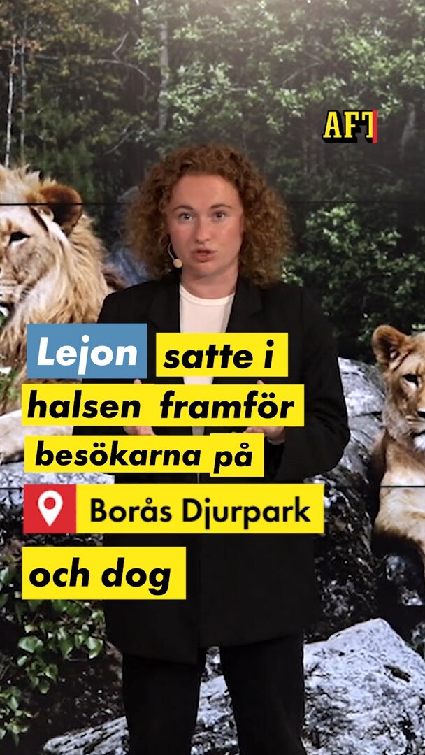 Borås Djurparks lejon Aziz dog efter att ha satt i halsen - Aftonbladet TV