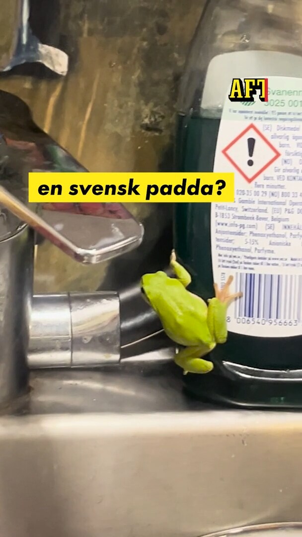 Köpte spenat på Ica – fick exotisk groda på köpet - Aftonbladet TV