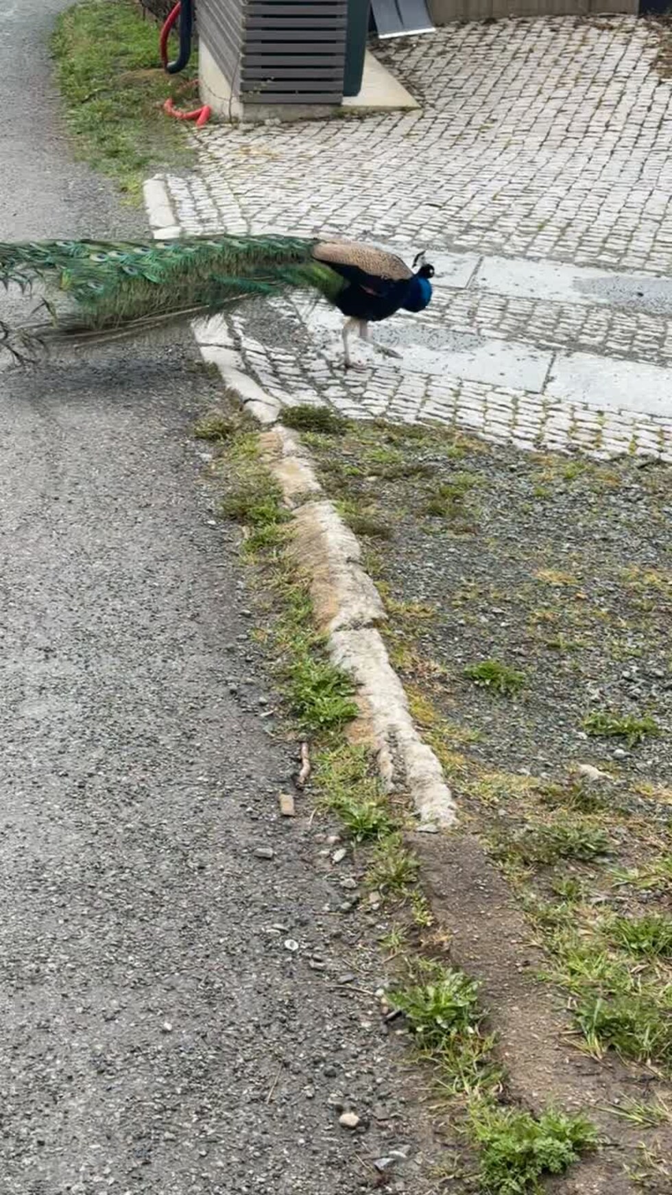 Anne Isabel får daglig spørsmål om disse to - adressa.no