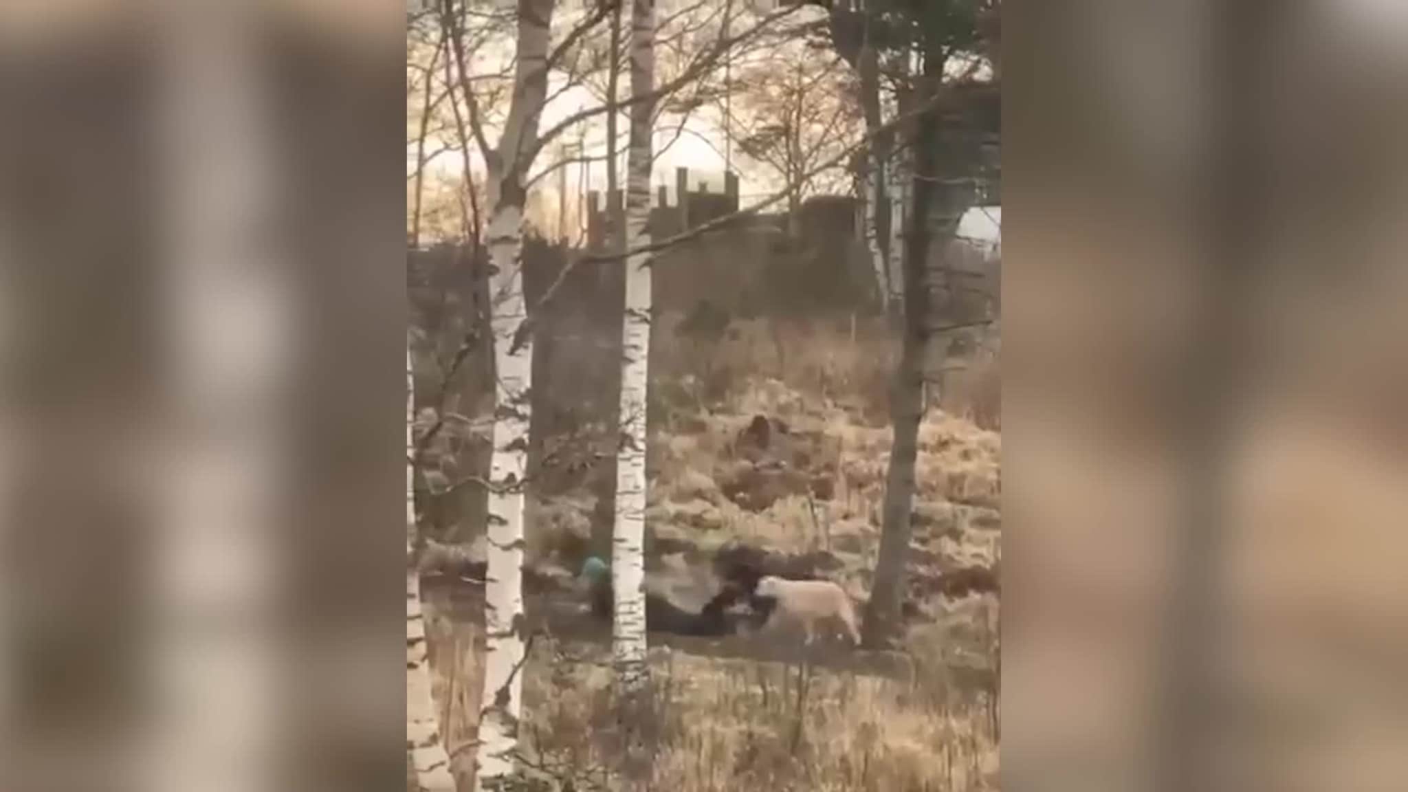 Video som skal vise mishandling av hund, skaper voldsomt engasjement