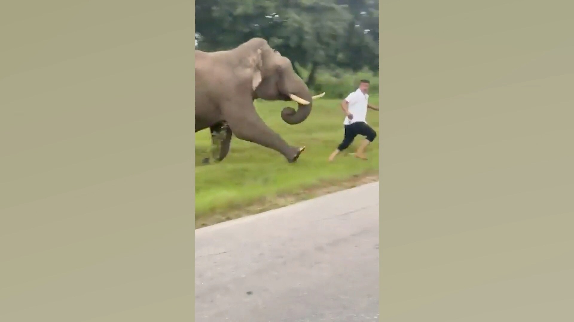 Ville bare ta selfie med elefanten - VGTV