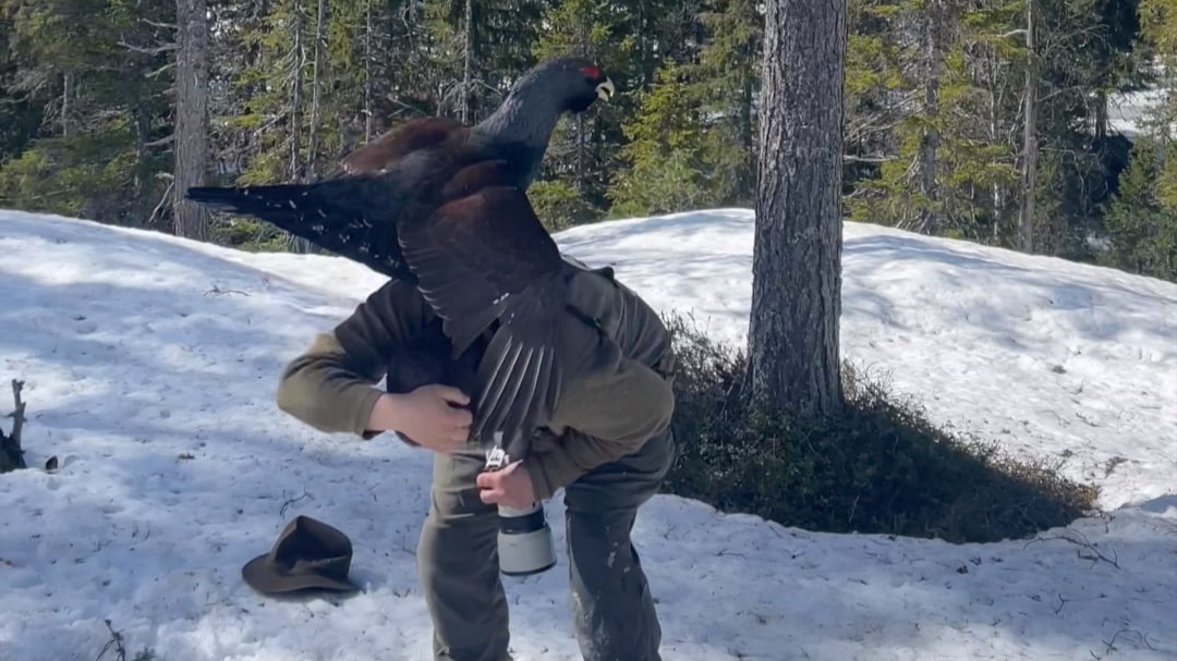 Møtte hissig tiur i Nordmarka - VGTV