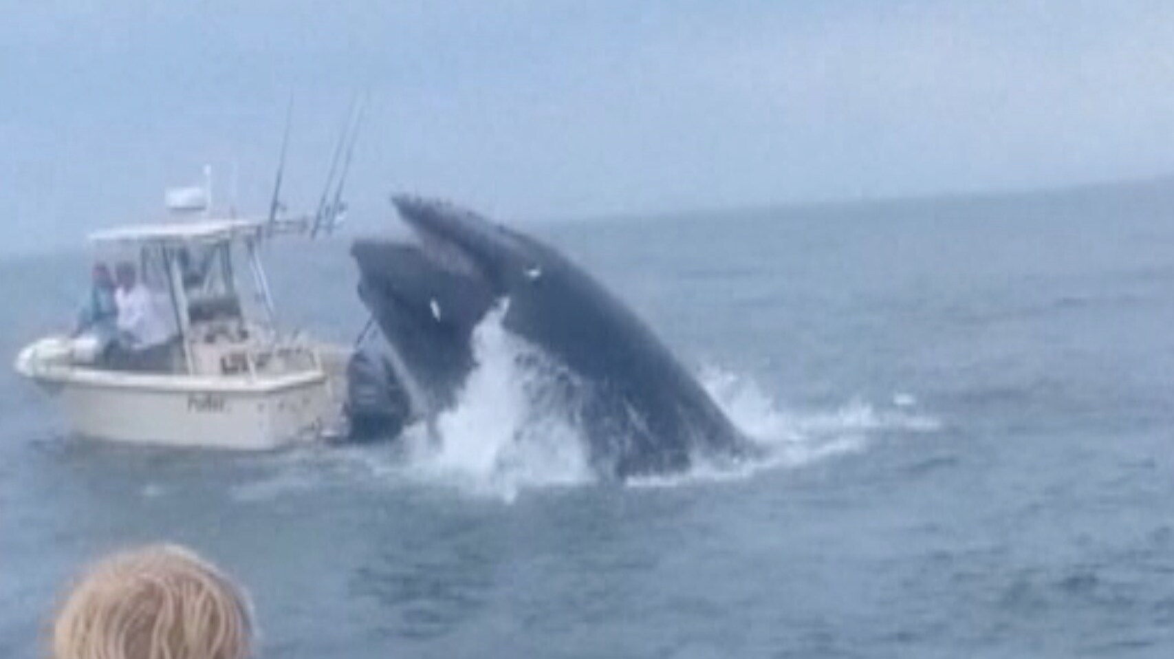 Hval treffer båt - VGTV