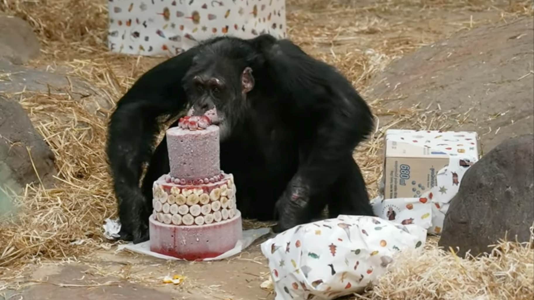 Her feirer Julius med kake og gaver - VGTV