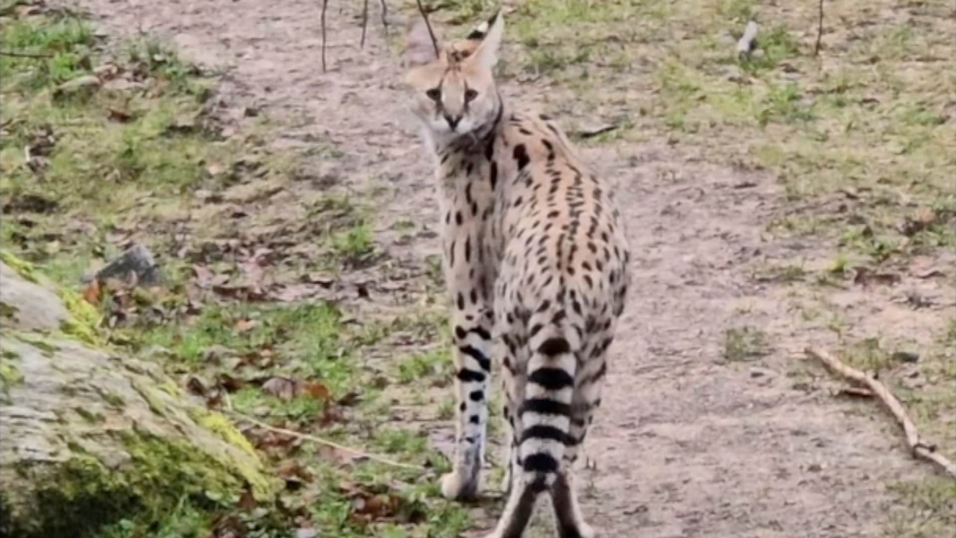 Servalen Niño på plass i Dyreparken - VGTV