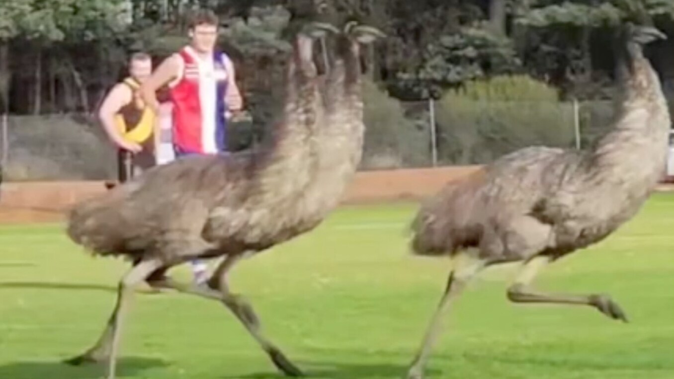 Emu-familie invaderer fotballbane i Australia - VGTV